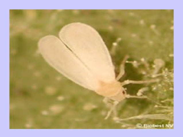Control de plagas con microorganismos | PPT | Biological Sciences | Science