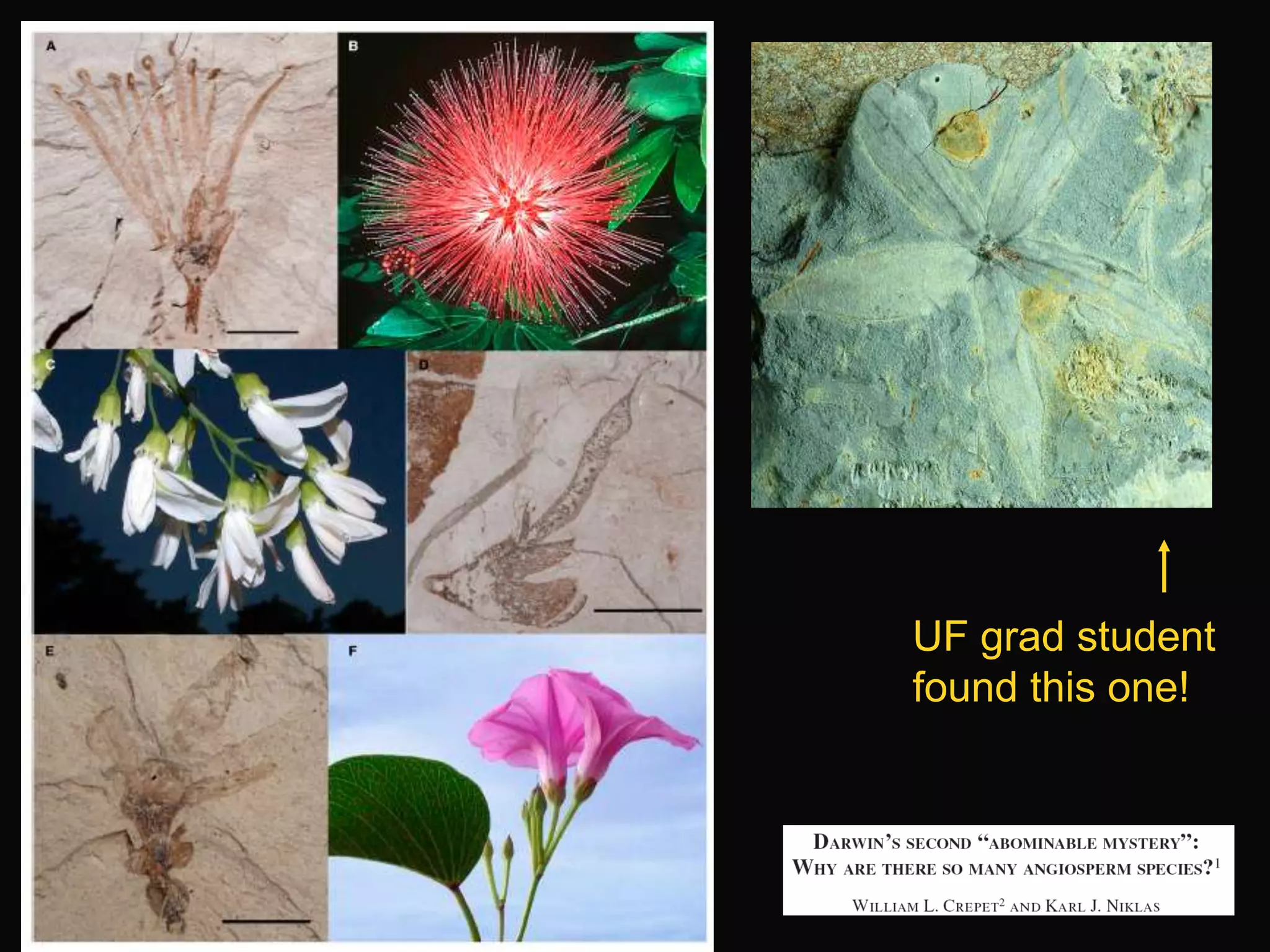 Lab 6 - Angiosperms | PPT
