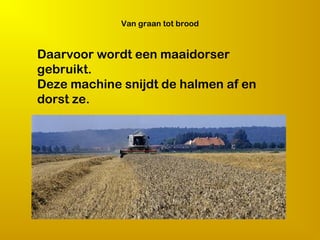 Van graan tot brood | PPT
