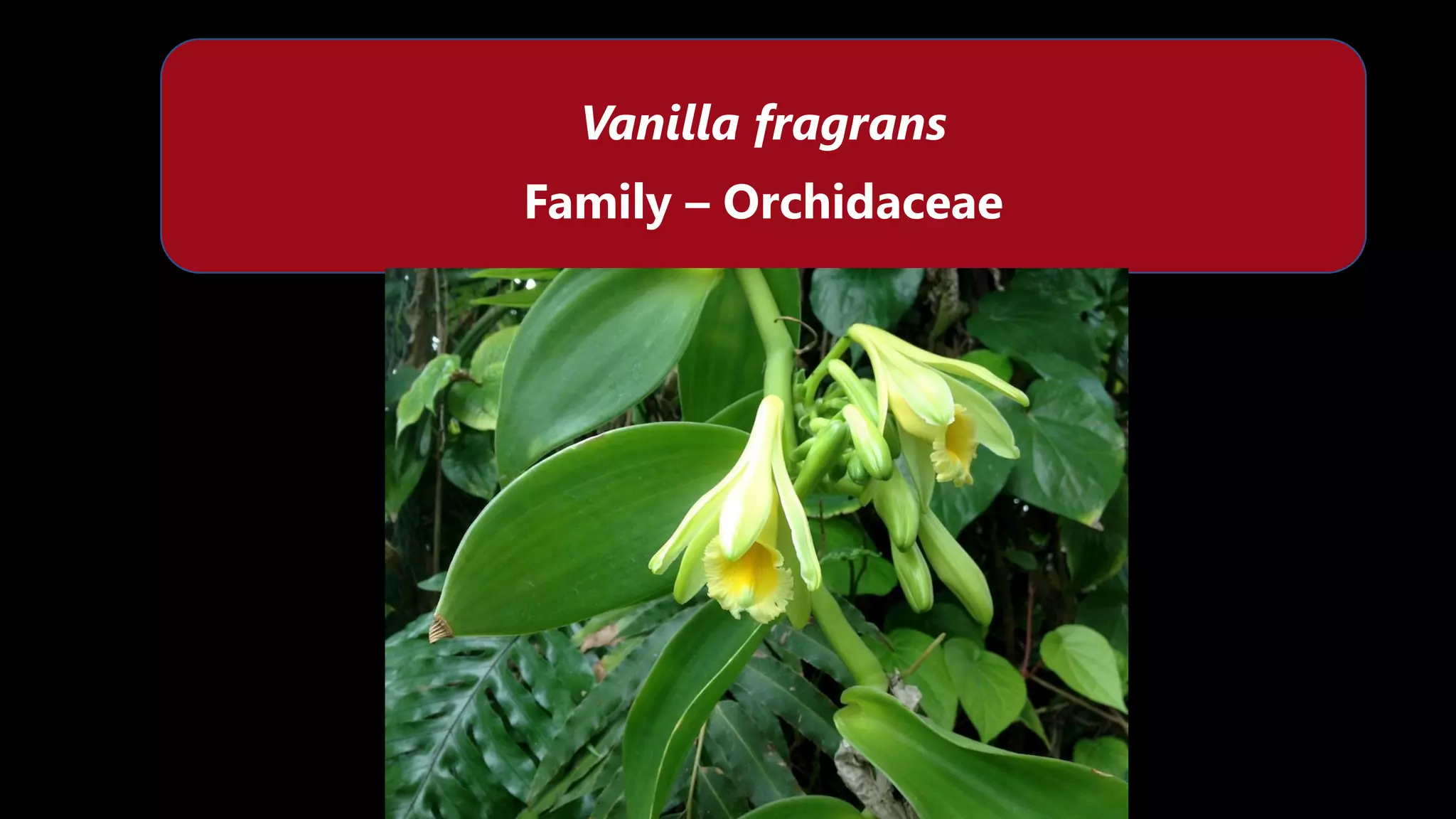 vanilla cultivation | PDF