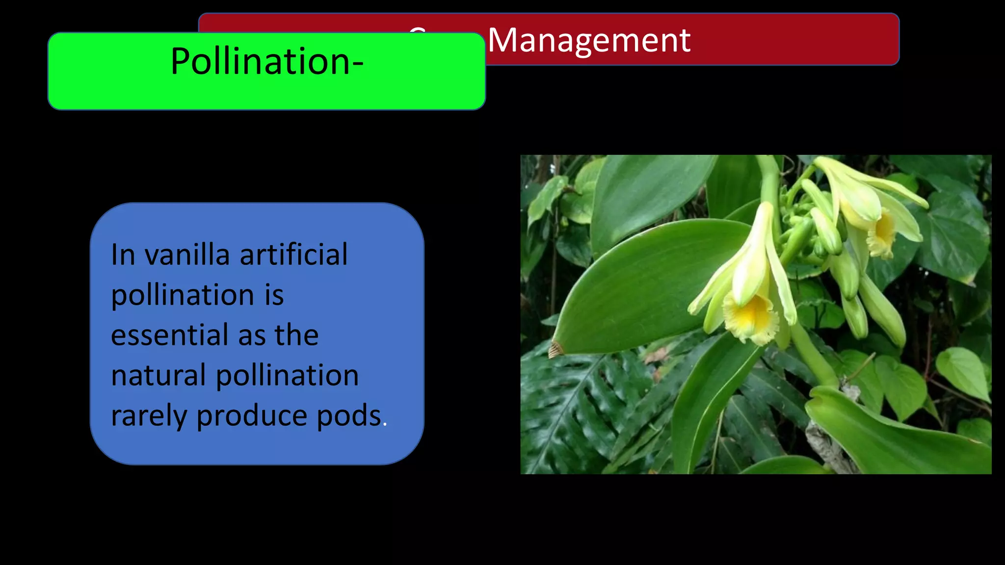 vanilla cultivation | PDF