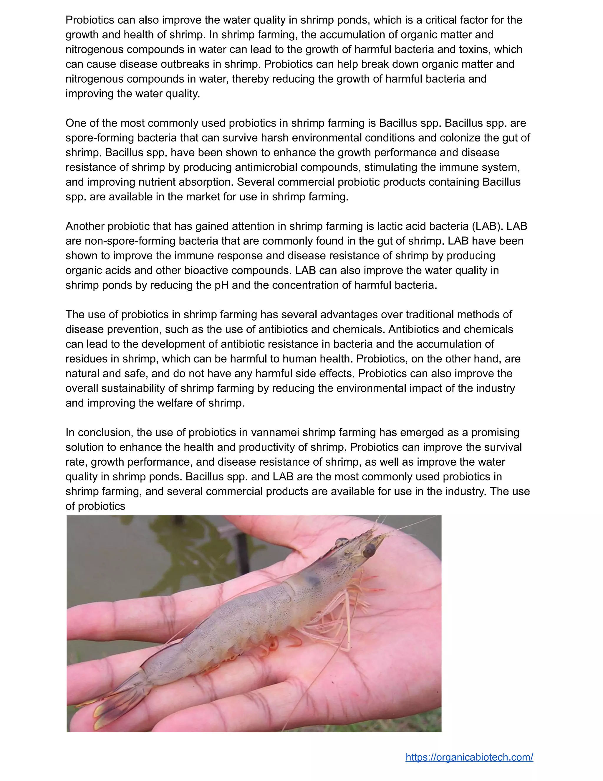 Probiotics For Vannamei Shrimp Culture and Shrimp Farming | PDF