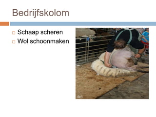 Van schaap tot ugg | PPTX