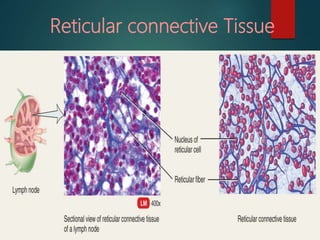 Reticular Connective Tissue Lymph Node