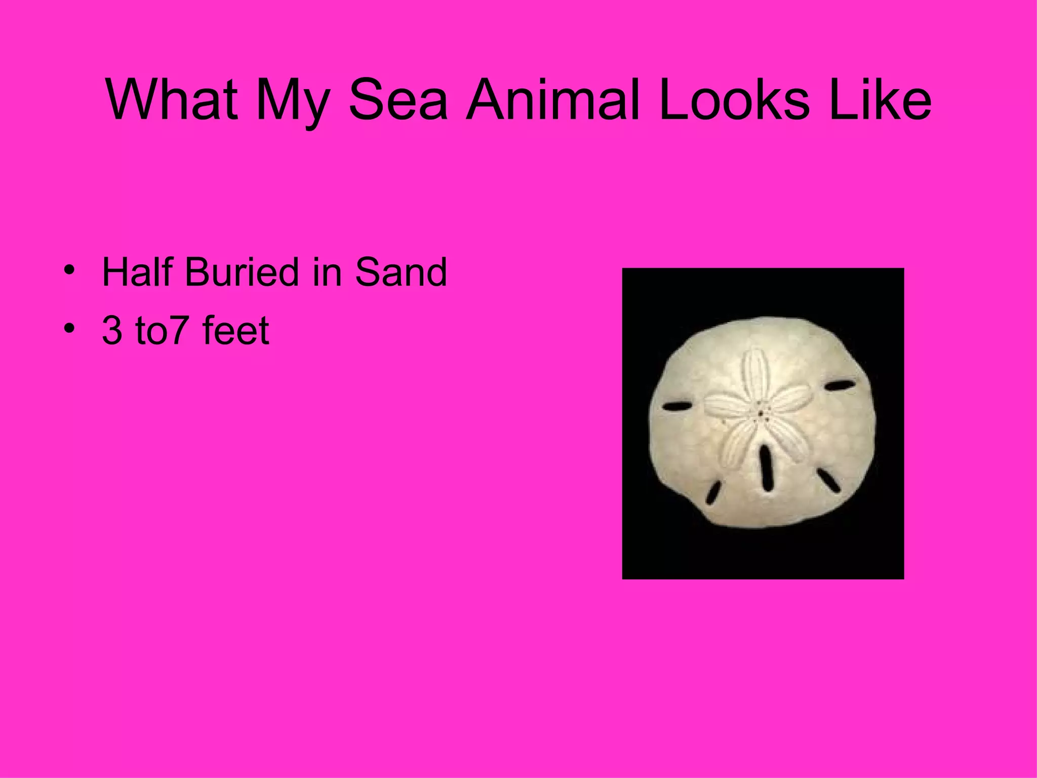 Mrs. Vardaro Grade 2 Ocean Animals | PPT