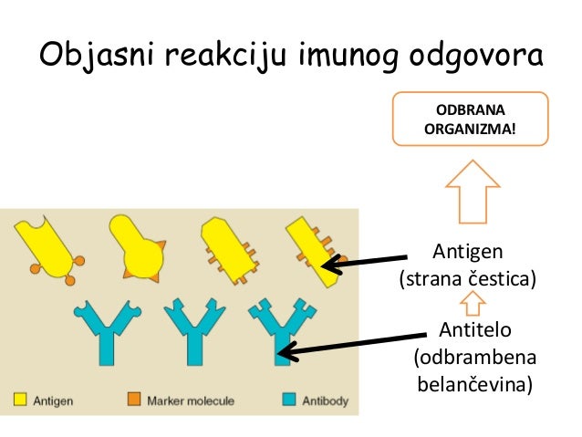 Sistem organa za cirkulaciju-ponavljanje