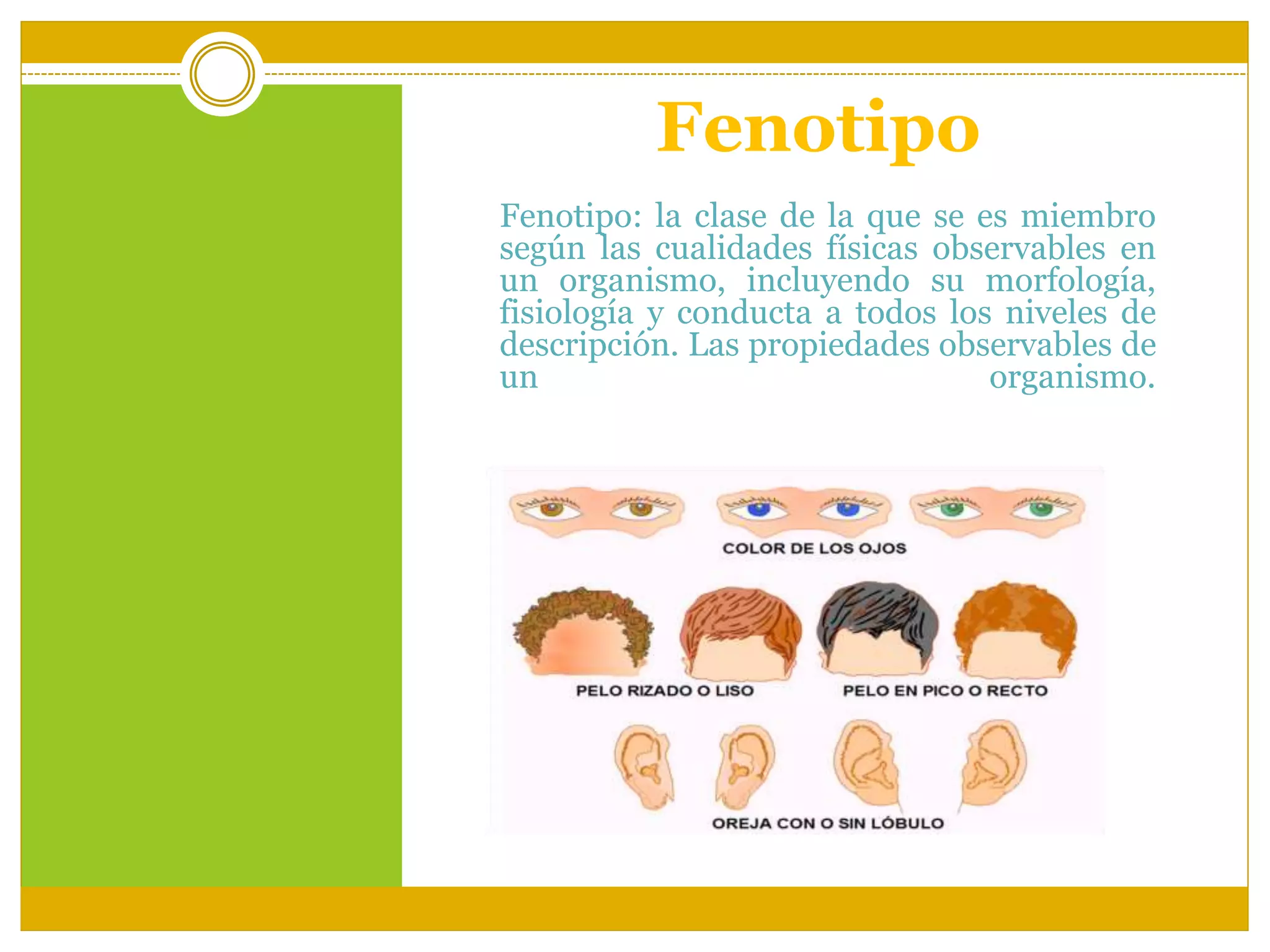 Variabilidad Genetica Fenotipo Genotipo Ppt