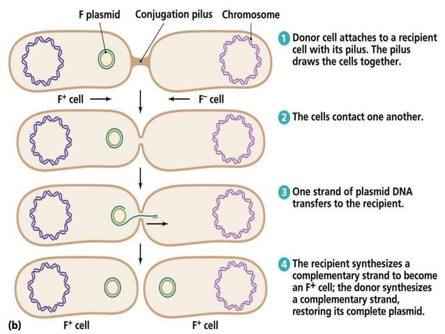 PATHOGEN VARIABILITY | PPTX | Biological Sciences | Science