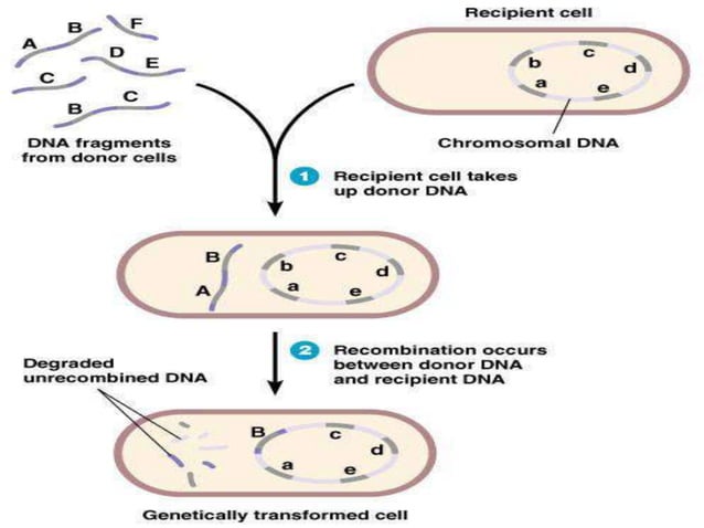 PATHOGEN VARIABILITY | PPTX | Biological Sciences | Science