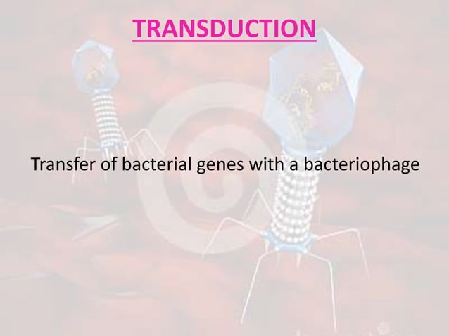 PATHOGEN VARIABILITY | PPTX | Biological Sciences | Science