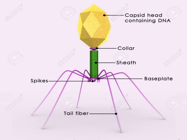 PATHOGEN VARIABILITY | PPTX | Biological Sciences | Science