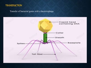 Variability in plant pathogens | PPTX