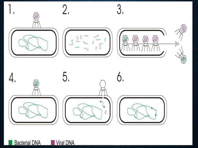 Variability in plant pathogens | PPTX | Reproductive Health | Diseases ...