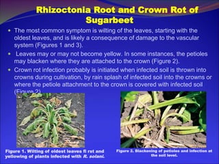 Variability in rhizoctonia solani from different host crops | PPT