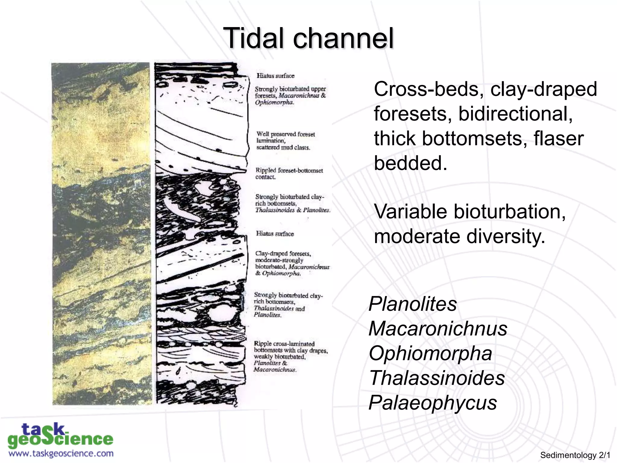 Variable bioturbation, moderate.ppt