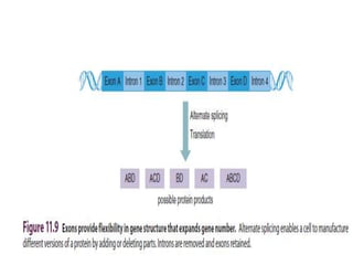 Variable expression | PPT