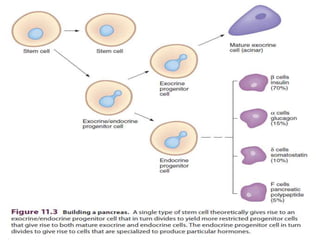 Variable expression | PPT