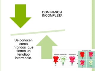 Variaciones genéticas | PPTX