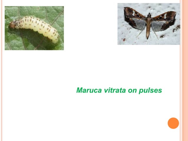 Variants in insect pests of pulses | PPT