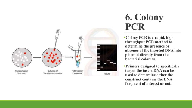 Variants of PCR | PPTX