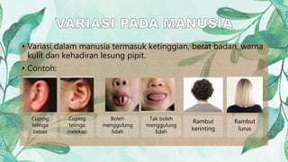 Biologi Tingkatan 5: Variasi Selanjar dan Tak Selanjar | PPTX