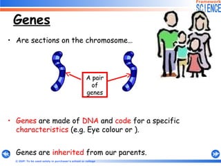 Variation and inheritance | PPT