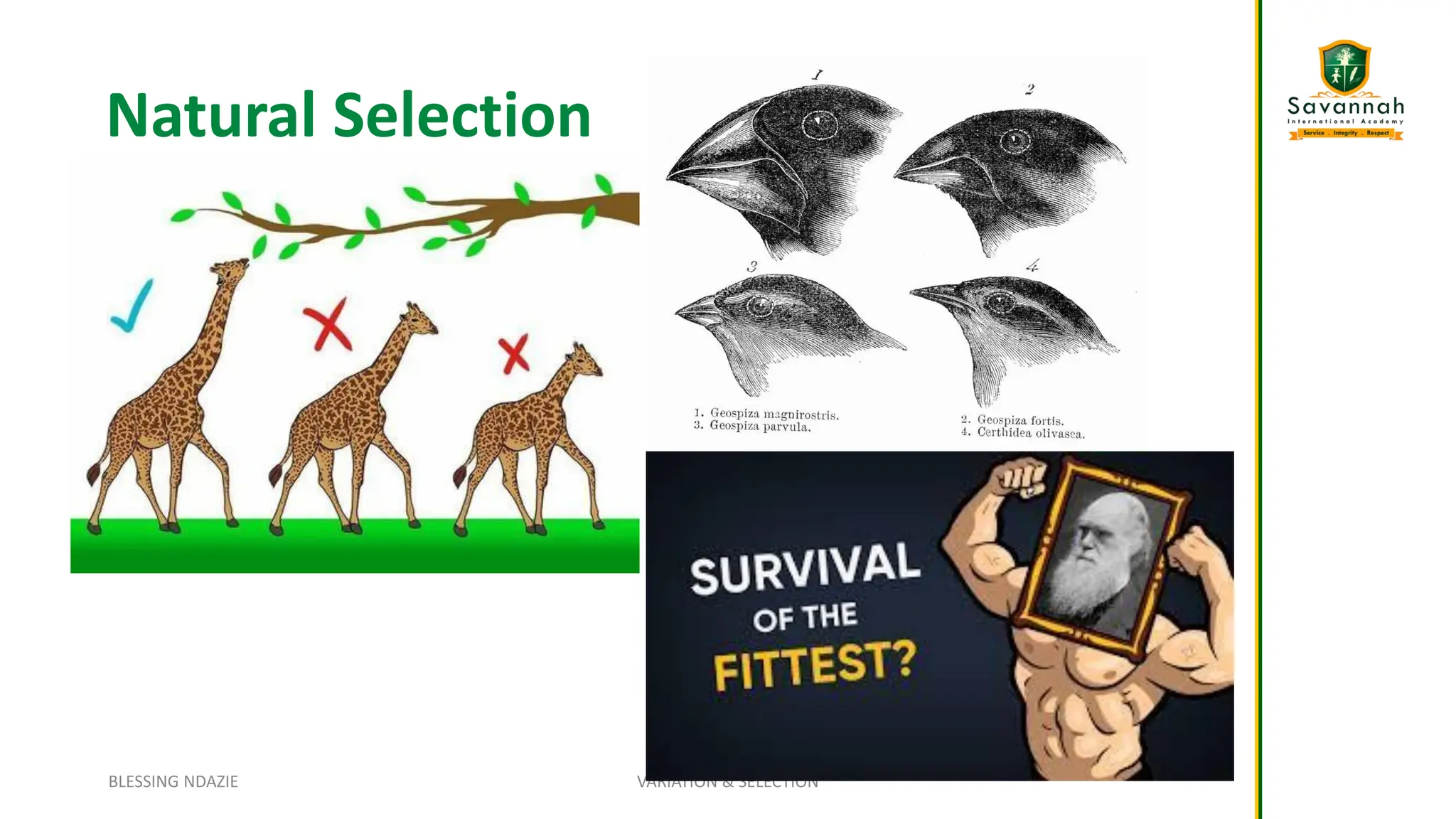 Variation and Natural Selection | IGCSE Biology | PDF