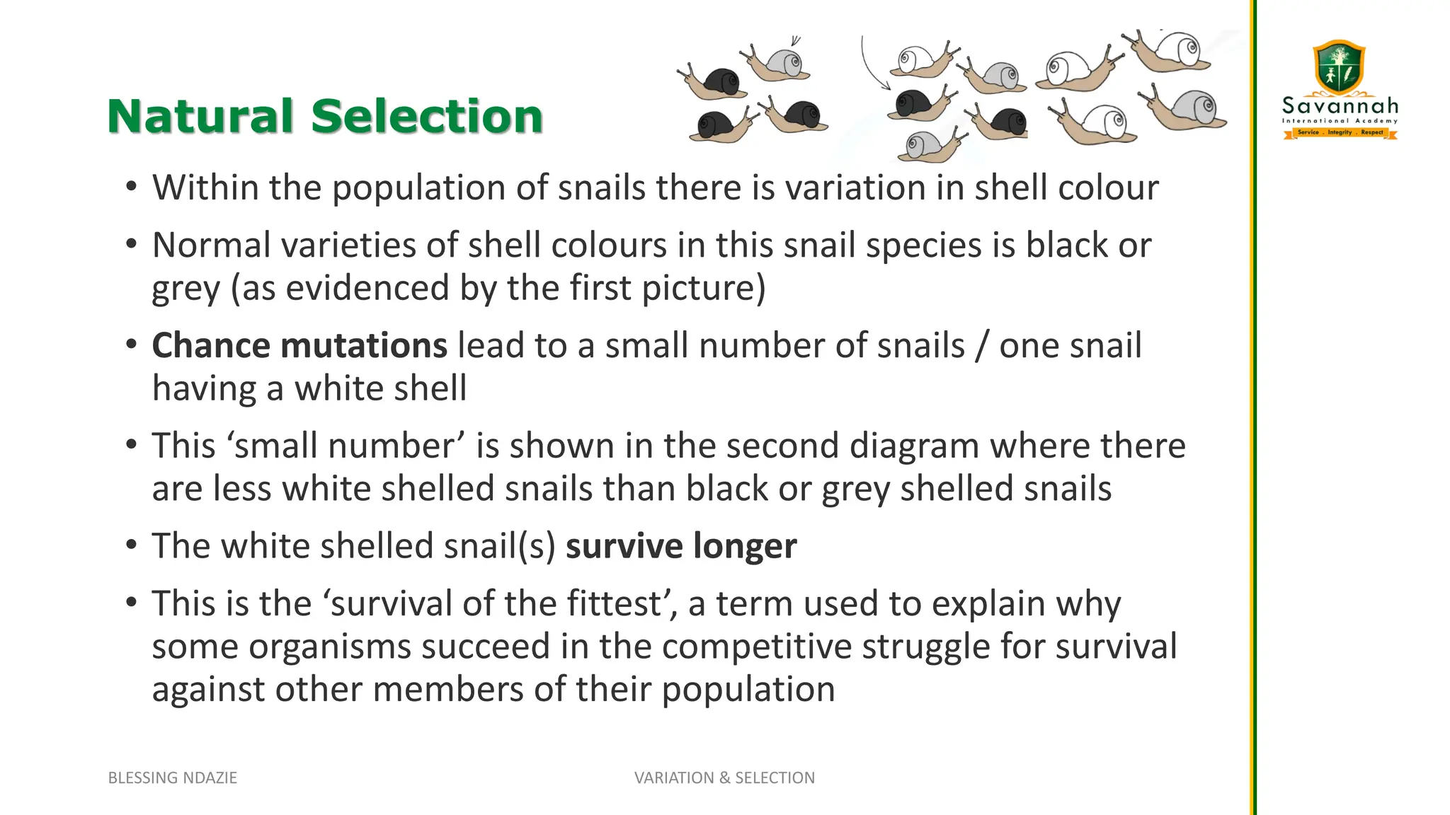 Variation and Natural Selection | IGCSE Biology | PDF