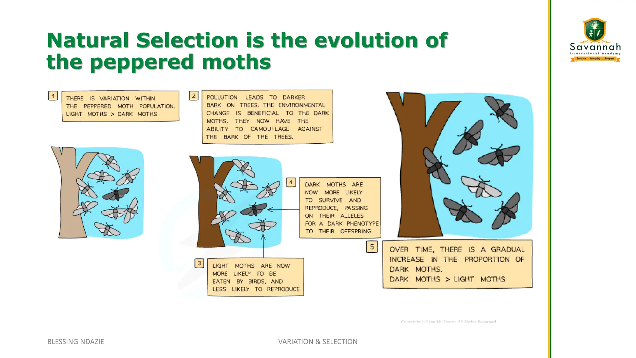Variation and Natural Selection | IGCSE Biology | PDF