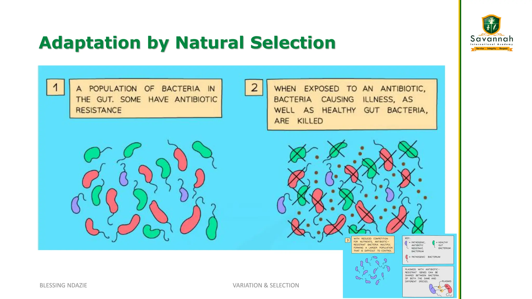 Variation and Natural Selection | IGCSE Biology | PDF