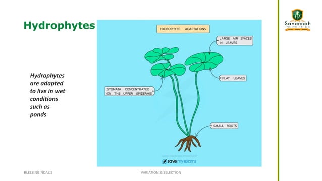 Variation And Natural Selection Igcse Biology Pdf