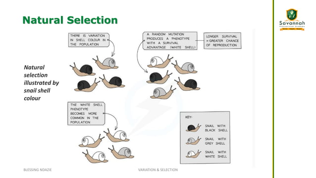 Variation And Natural Selection Igcse Biology Pdf