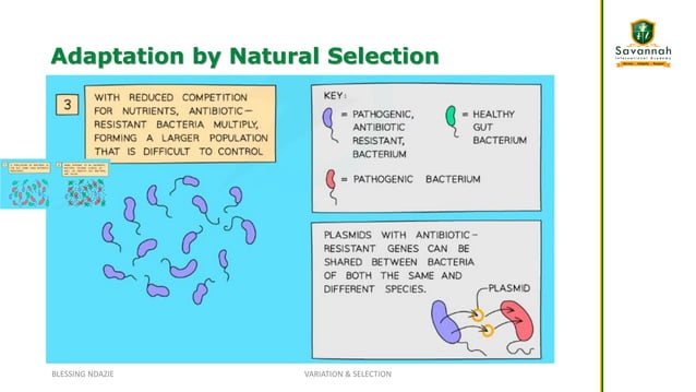 Variation And Natural Selection Igcse Biology Pdf