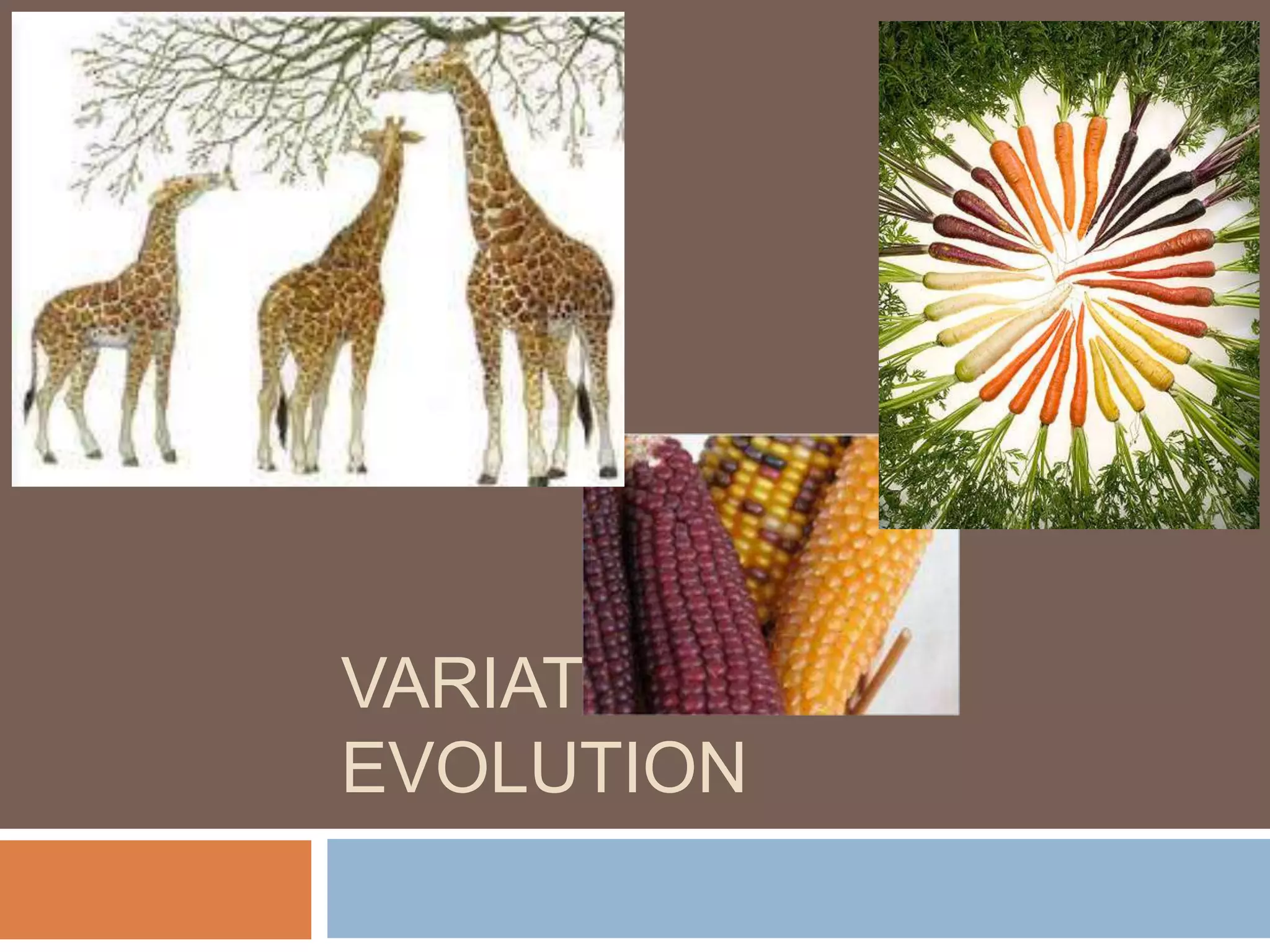 Variation & evolution | PPTX