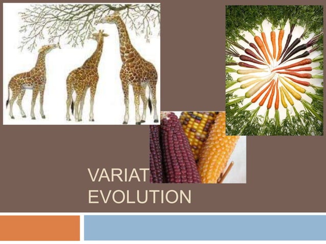 Variation & evolution | PPTX