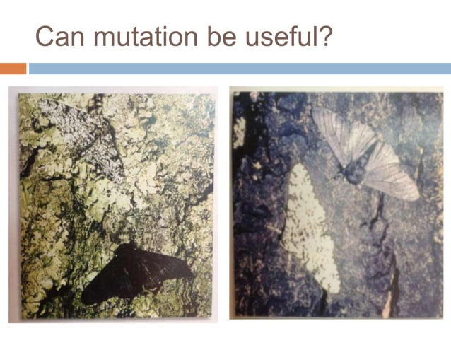 Variation & evolution | PPTX