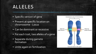 VARIATION & GENETICS.pptx