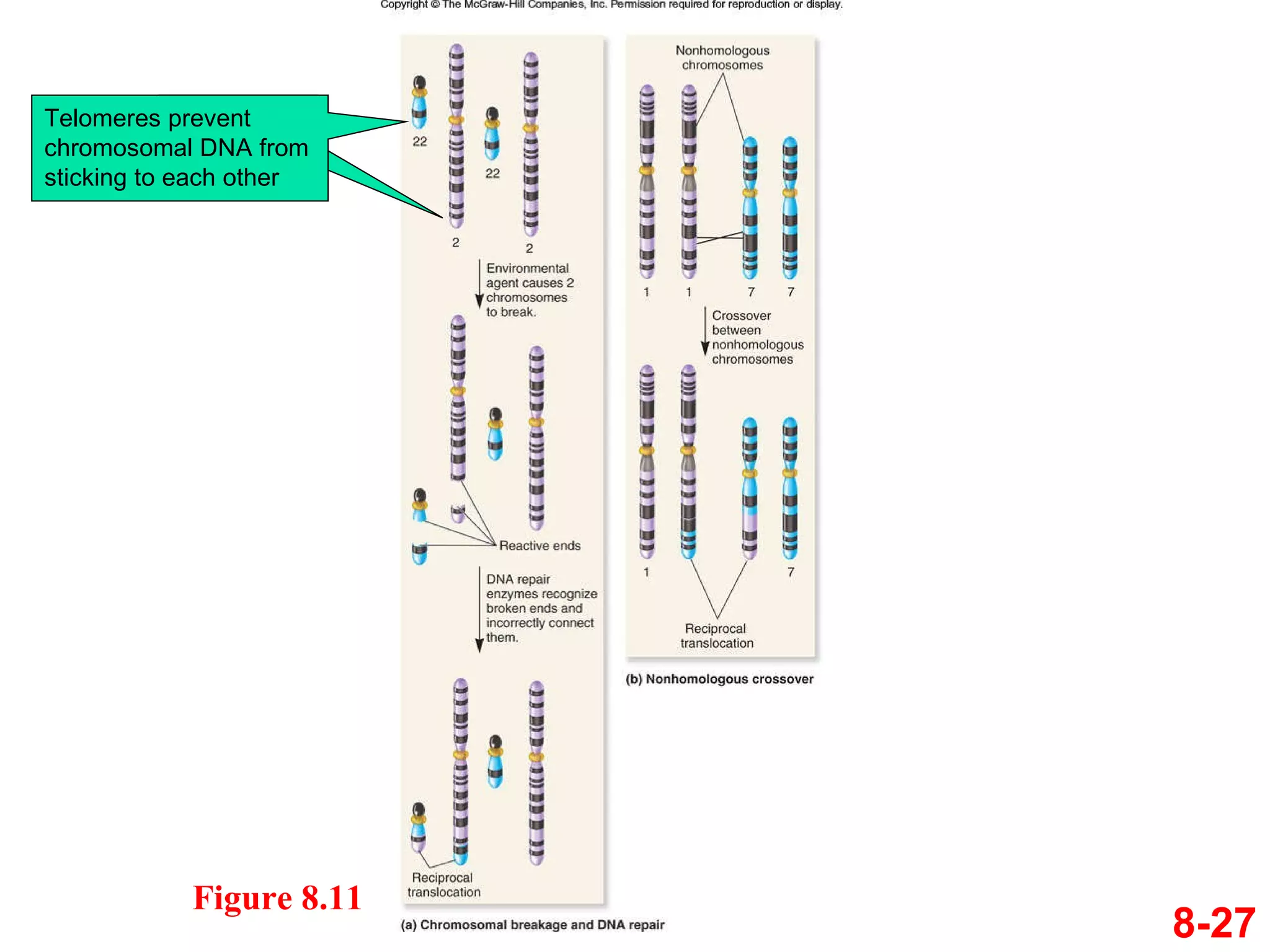 Variation in chromosome structure and number chapter 8 | PPT