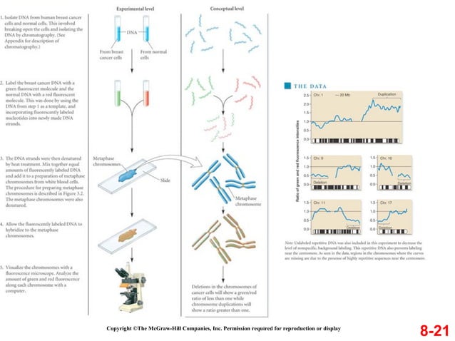 Variation in chromosome structure and number chapter 8 | PPT