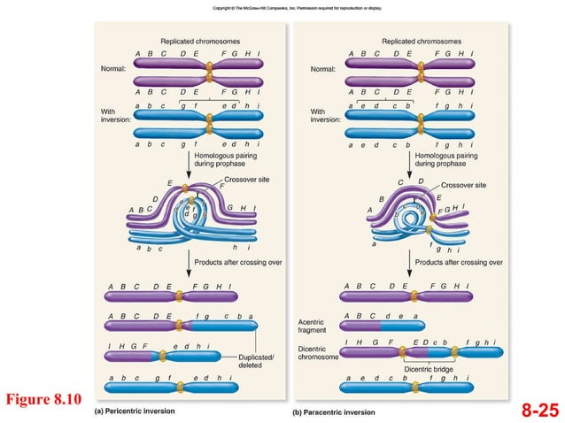 Variation in chromosome structure and number chapter 8 | PPT