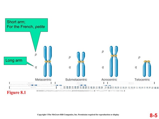 Variation in chromosome structure and number chapter 8 | PPT