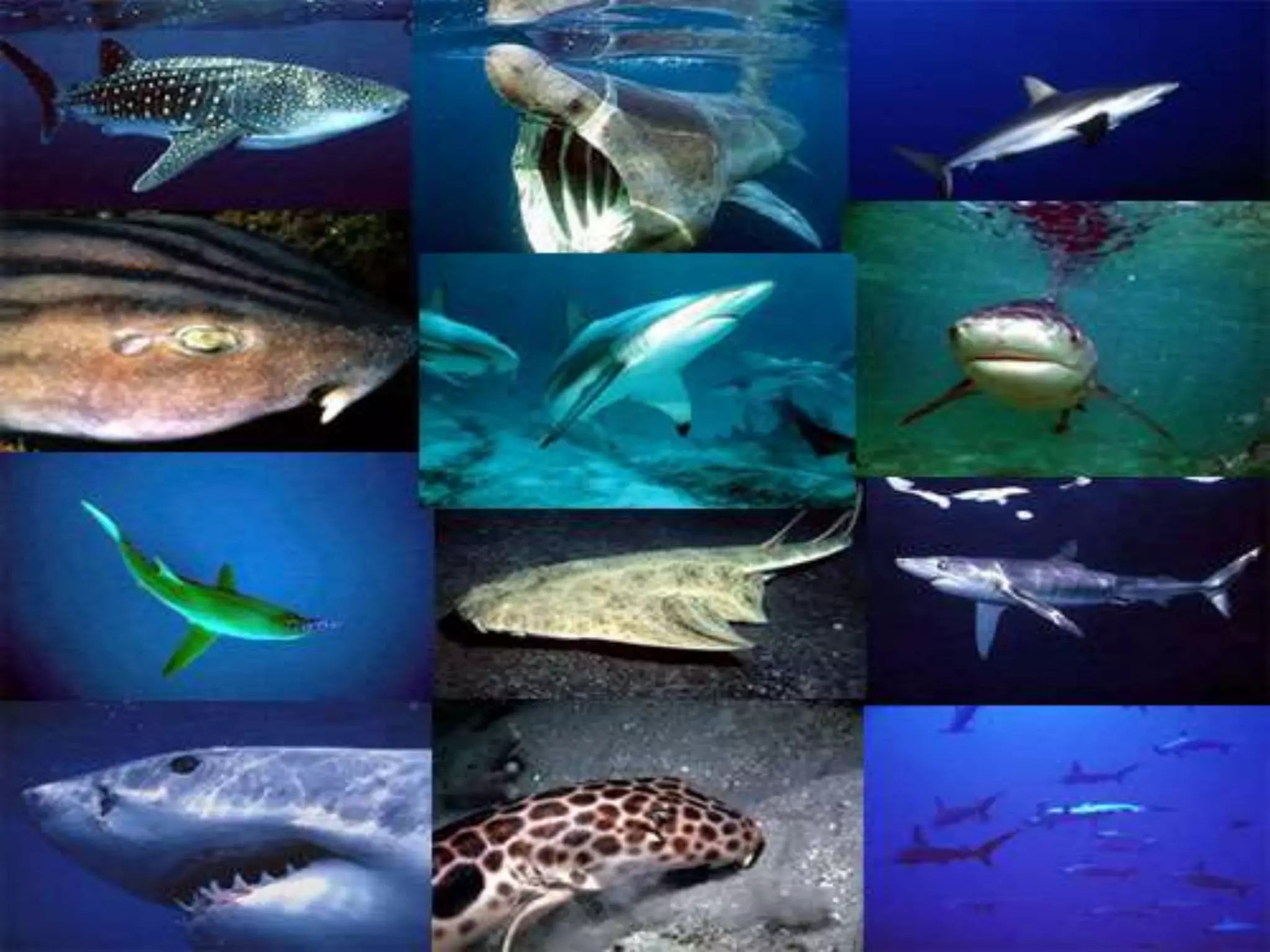 Variation in organisms | PPTX