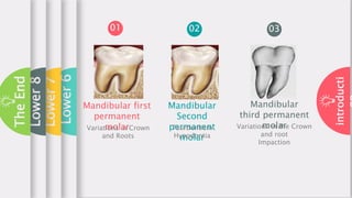 Variation of mandibular molars | PPTX