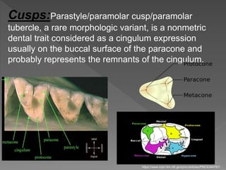 Variations in-maxillary-permanent-molars | PPT