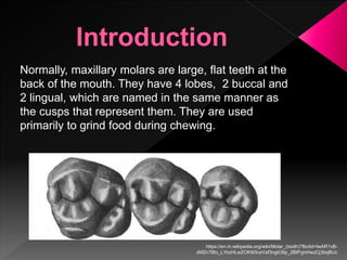 Variations in-maxillary-permanent-molars | PPT