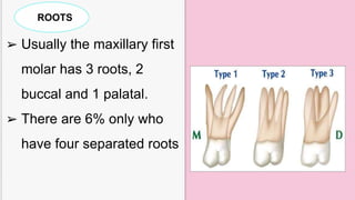 Variations in maxillary molars | PPTX