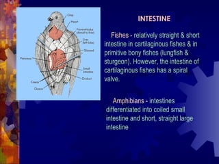Variations of digestive organs | PPT