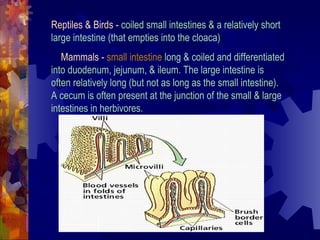 Variations of digestive organs | PPT