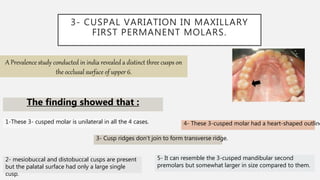 Variations of maxillary molars | PPT