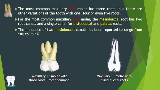 Variations of maxillary molars | PPT